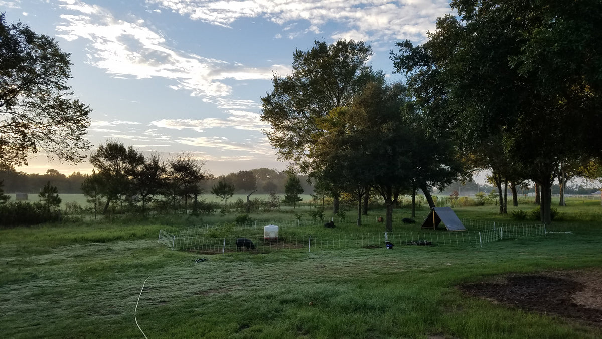 We are Honey Hog Farm